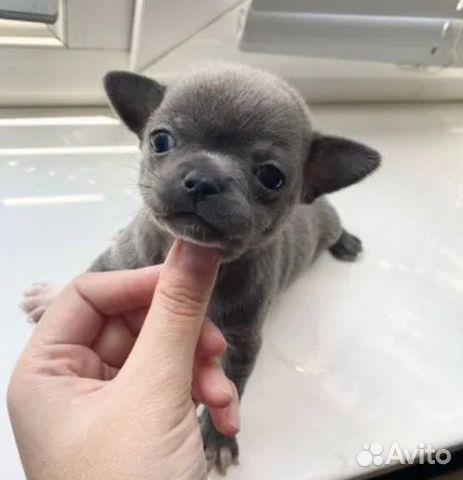 Щенки чишки