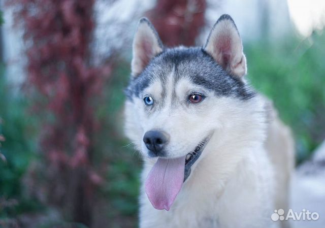 Молодая разноглазая хаски Алисия в дар