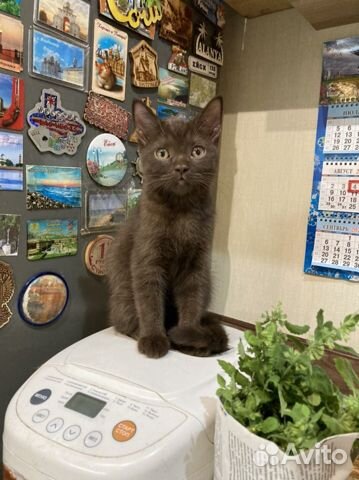 Британский котенок