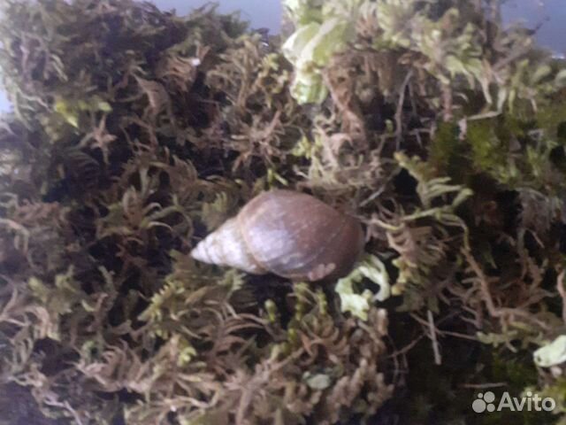 Улитки ахатины