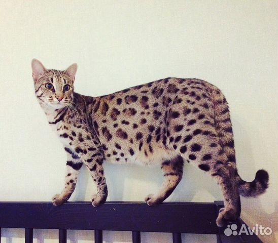 Бенгальская ф1 от алк