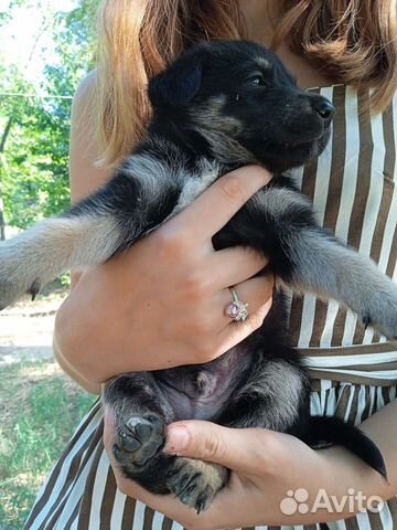 Щенок-мальчик