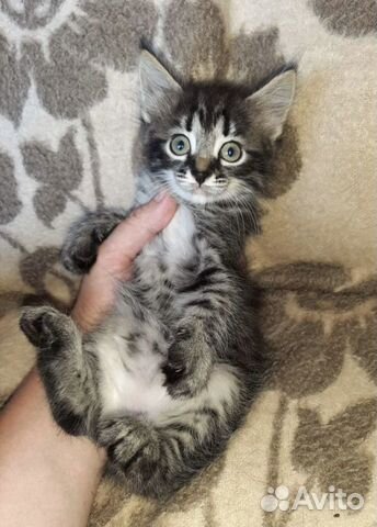 Великолепные котята Ариша и Нури 1,5 месяца в дар