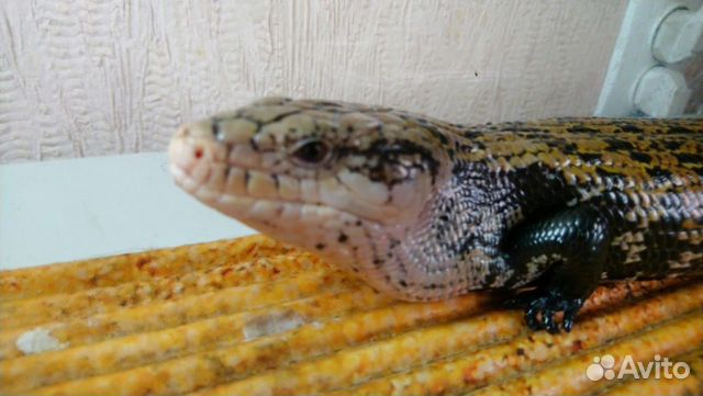 Сцинк синеязыкий