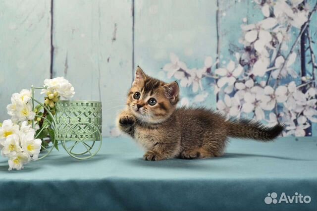 Котята Манчкин