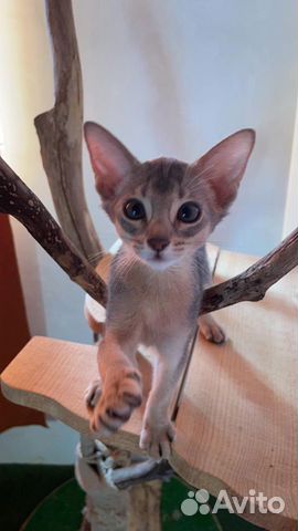 Аббисинский котенок
