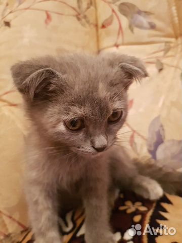 Котёнок