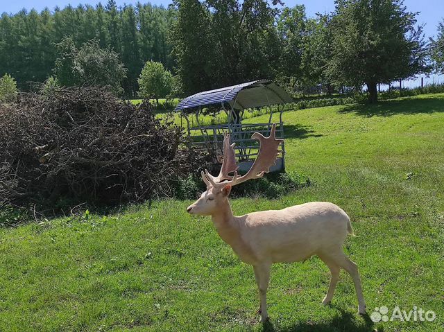 Европейская лань