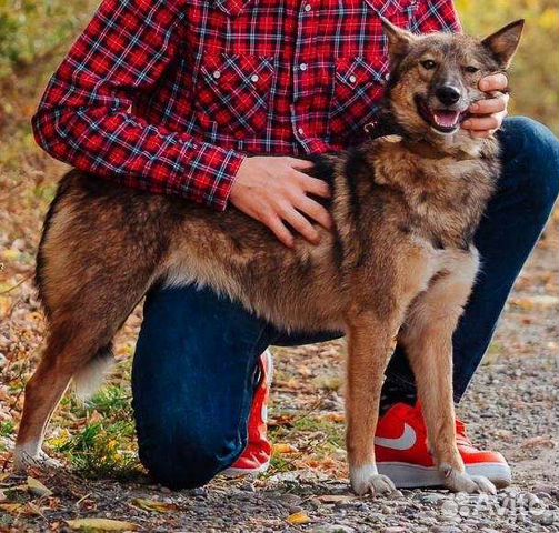 Собака, щенок