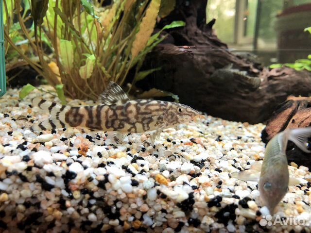 Боция мраморная, размер L, 2 штуки