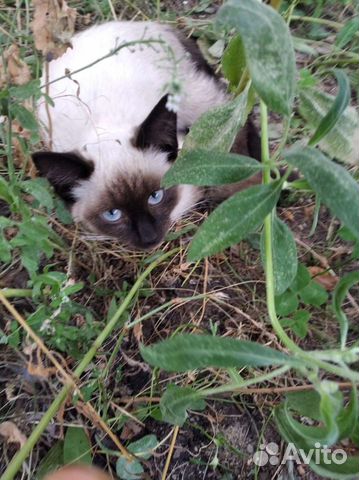 Сиамская кошечка (котенок) в добрые руки
