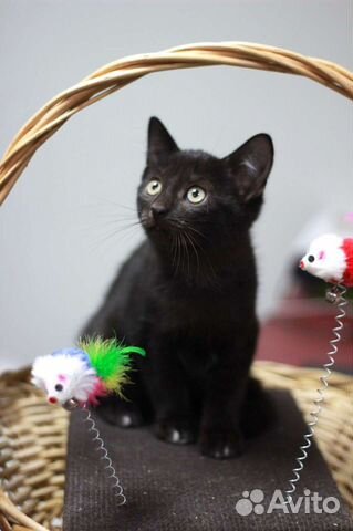 Маленький котенок по имени Лис мальчик 3 мес