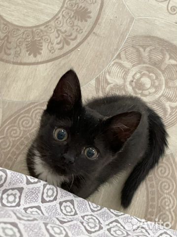 Котенок с приданым