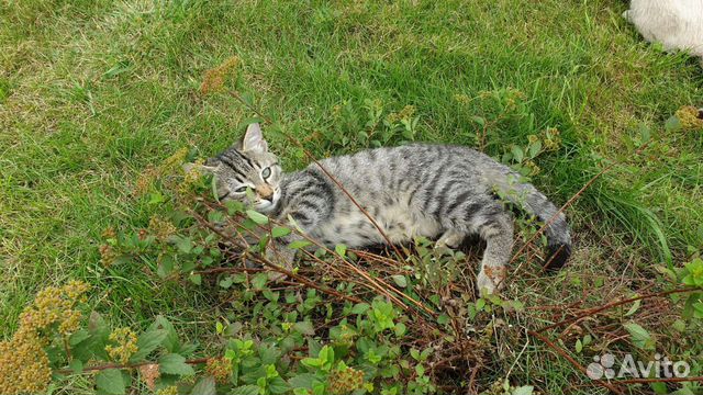 Котята 3мес в добрые ответственные руки