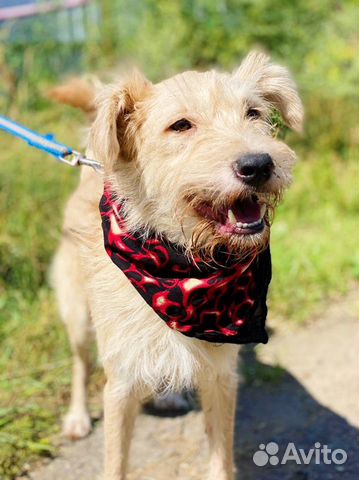 Собака бесплатно в добрые руки