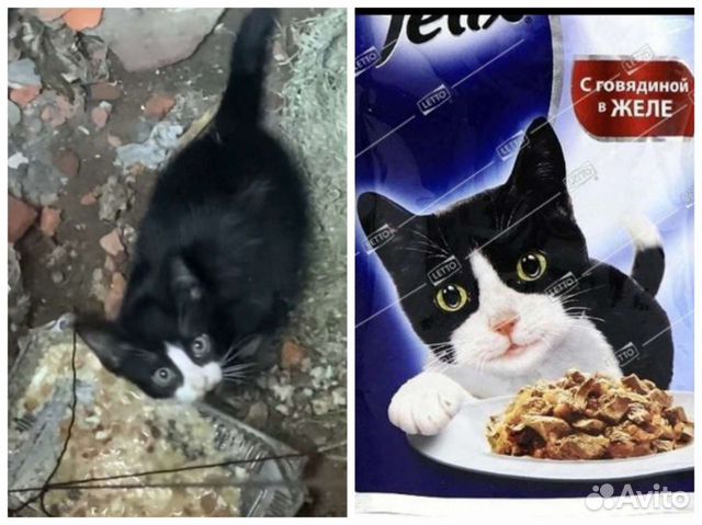 Котенок из рекламы Феликса отдам