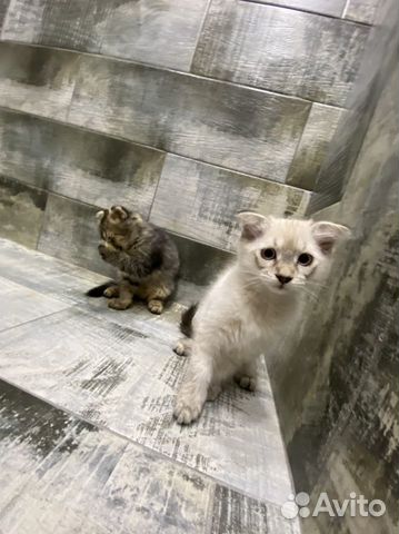 Милые вислоухие котята