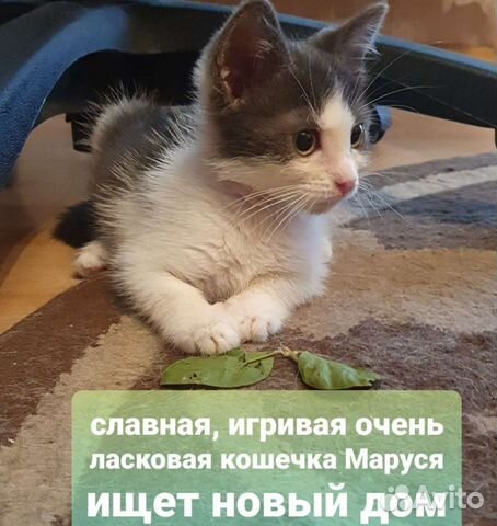 Котята бесплатно