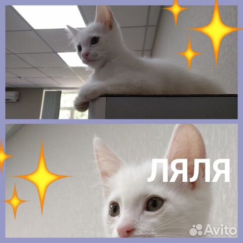 Белоснежный котенок