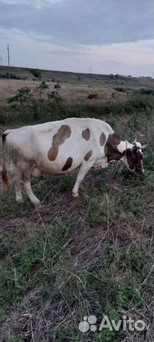 Корова дойная