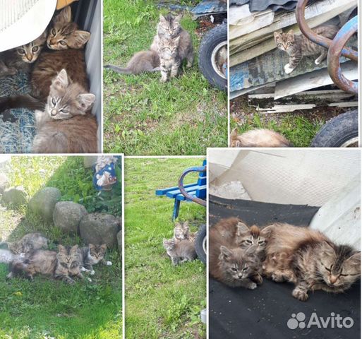 Котята в добрые руки бесплатно