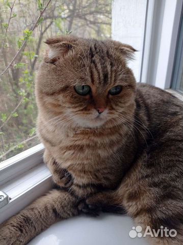 Шотландский Вислоухий Кот Скоттиш-Фолд