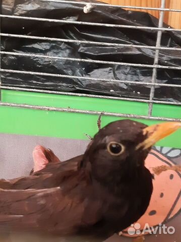 Черный дрозд нуждается в помощи