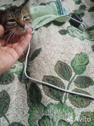 Котенок мальчик взяли на передержку, отдадим в доб