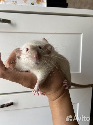 Крыса дамбо бесплатно