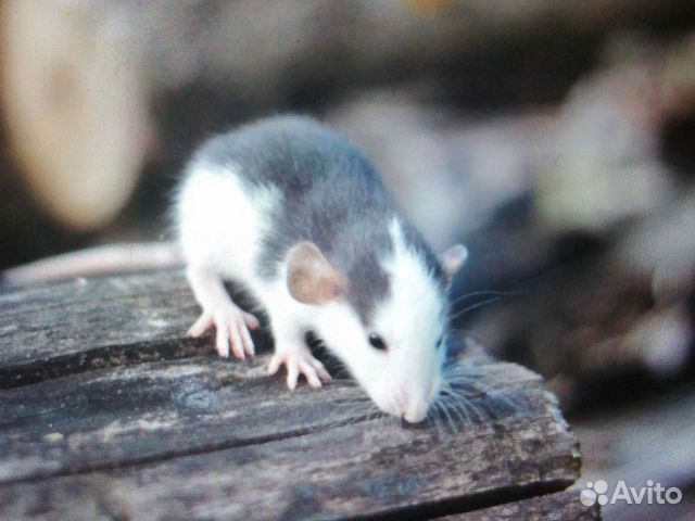 Декоративные мышки