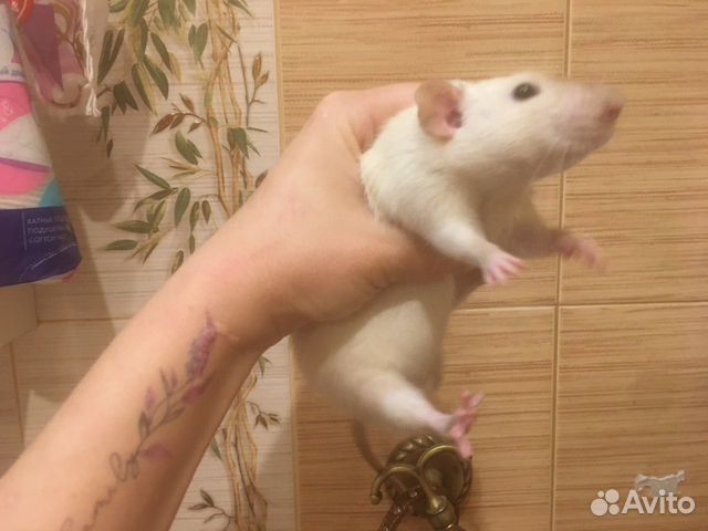 Отдам крысу Дамбо