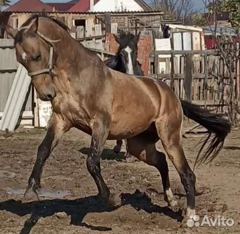 Ахалтекинский жеребец