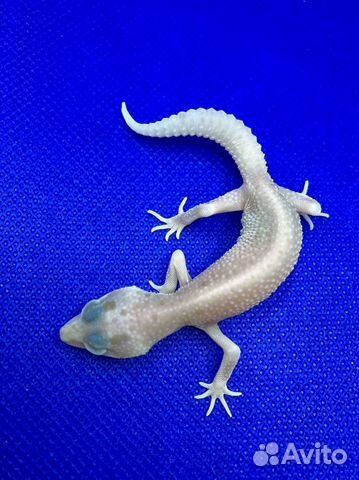 Эублефар Super Nova самка