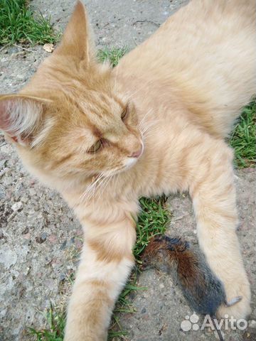 Котенок 4.5 месяца Мальчик