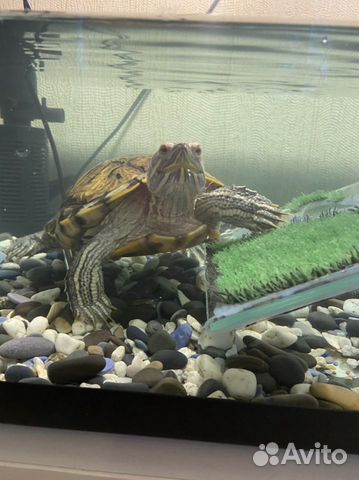 Красноухая черепаха 2 шт