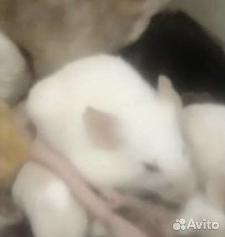 Мышь кормовая