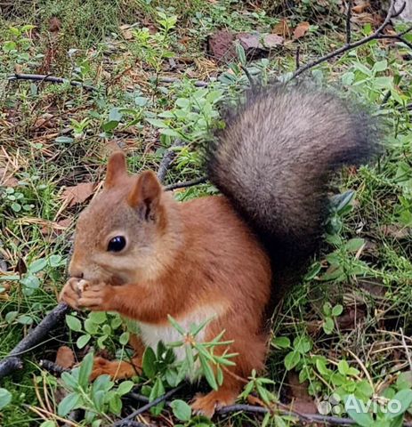 Белки и бельчата