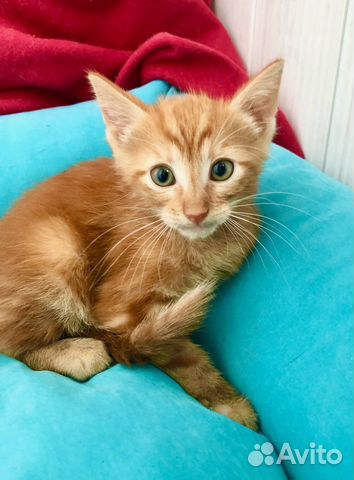 Рыжий мальчишка котенок Крендель ищет дом