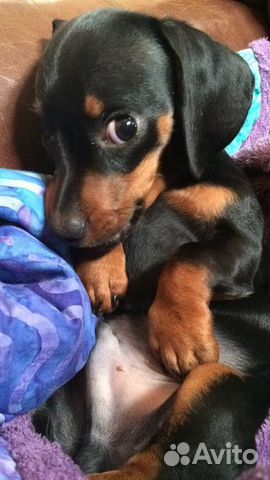 Щенки таксы