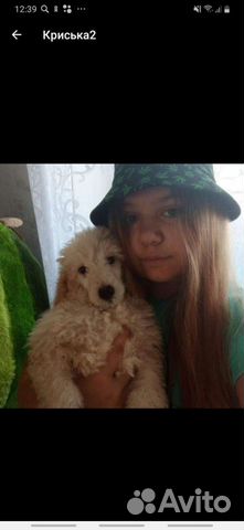 Королевский пудель