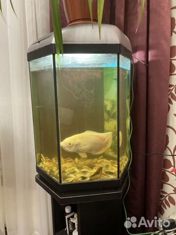 Аквариум