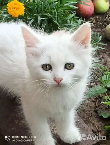 Очень красивый котёнок, девочка