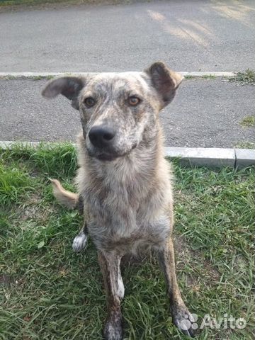 Ищет дом не крупная Собака Ханна