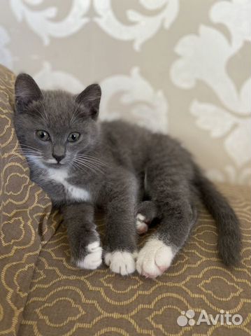 Котенок, около 3 месяцев
