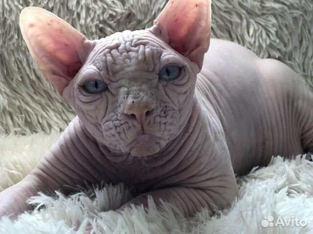 Канадский сфинкс