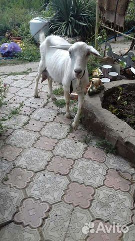 Коза дойная молочная