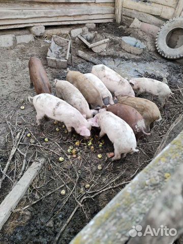 Поросята