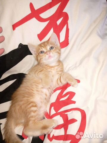 Котята
