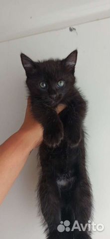 Бомбейская девочка