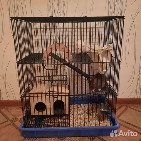 Крыски с 3х этажной клеткой с кормами и прочим